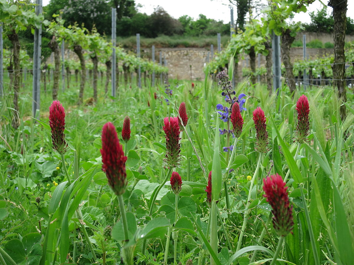 Hochschule Geisenheim als „Innovative Hochschule“ ausgezeichnet und ...